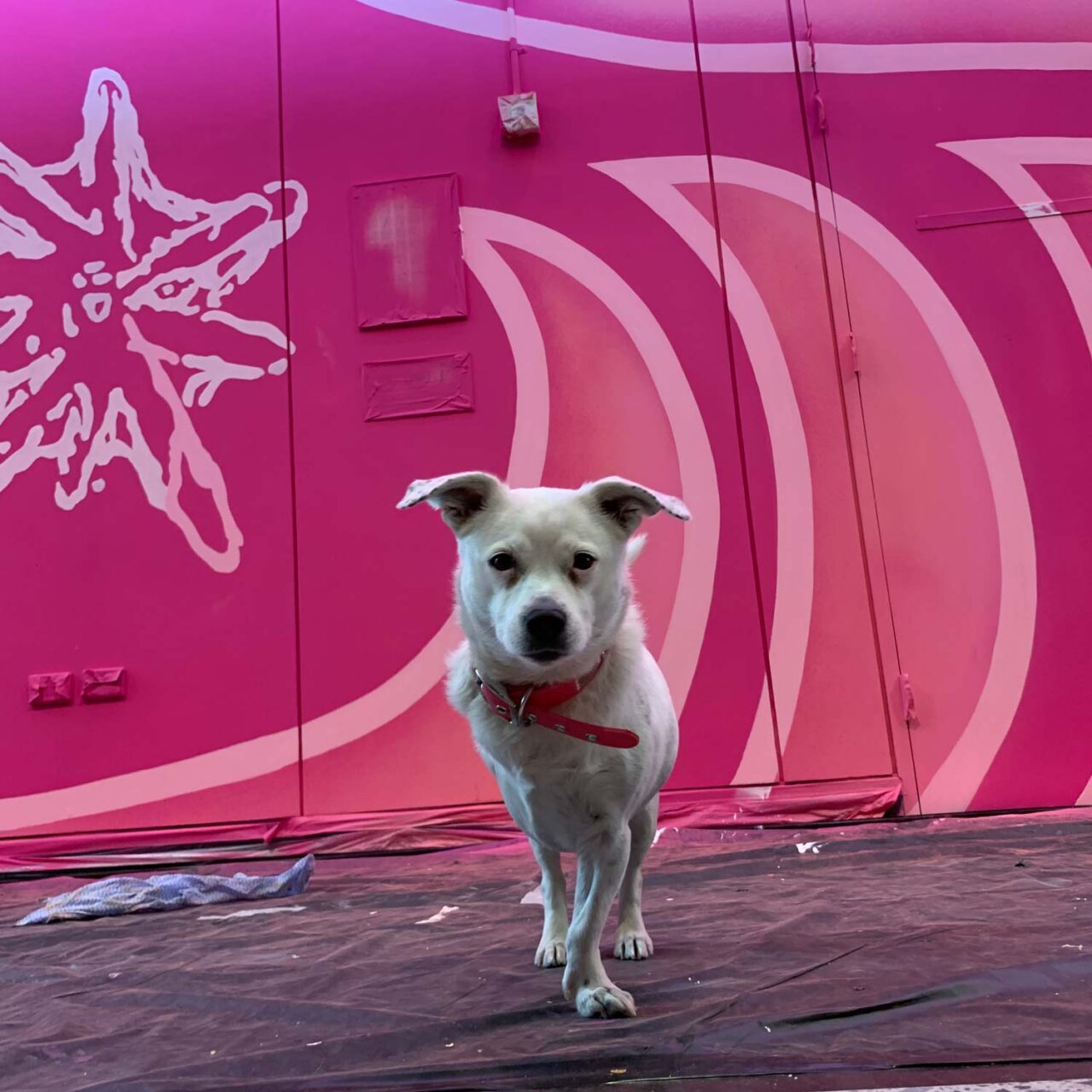 UNSW Esme Timbery Creative Lab - The Art of Wall